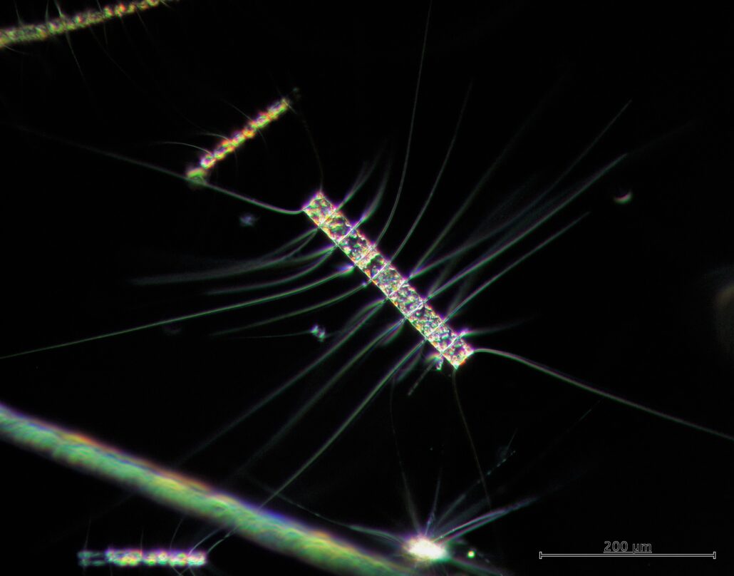 Ocean observations to shine light on the Pacific’s vital microbial ...