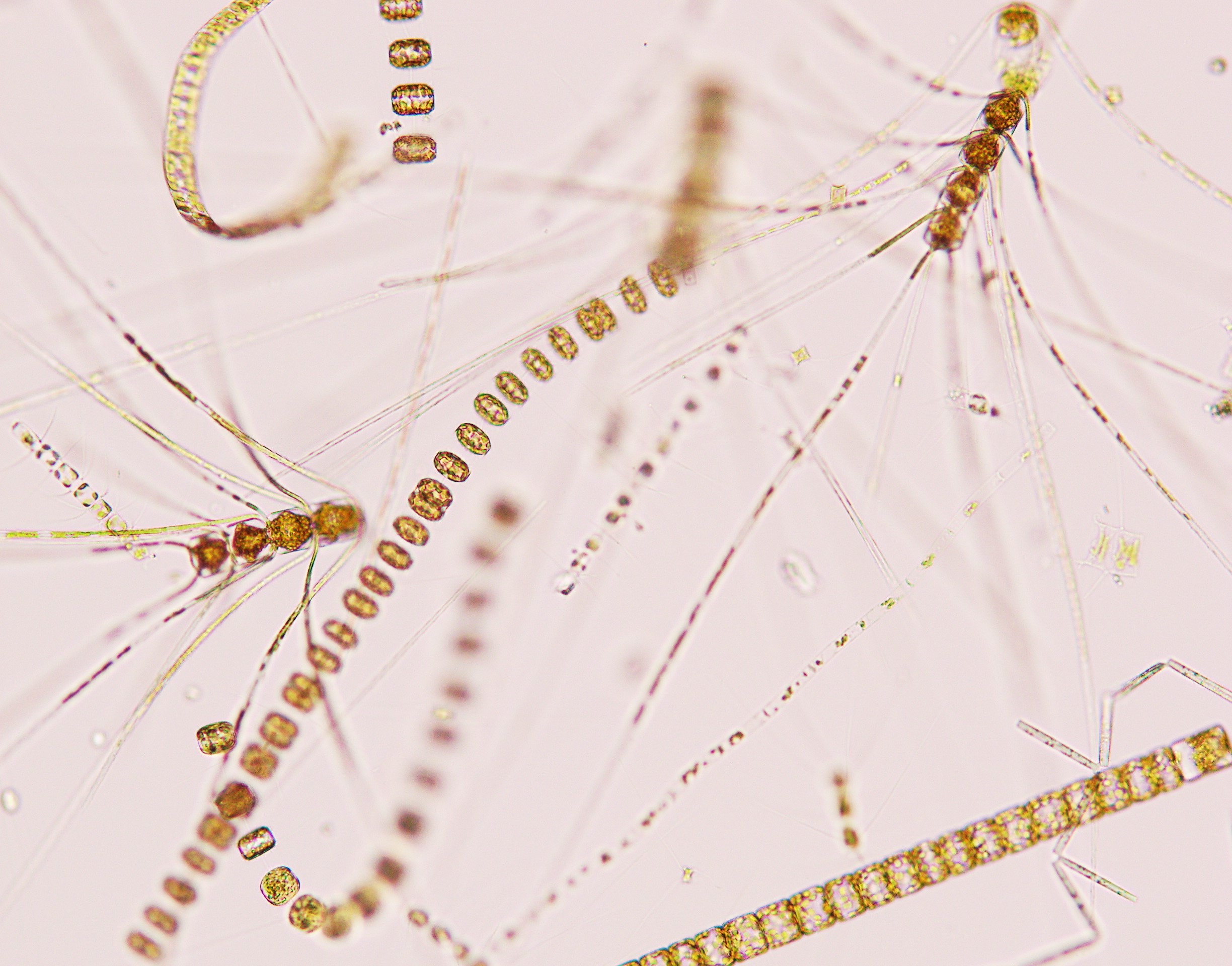 Ocean observations to shine light on the Pacific’s vital microbial ...